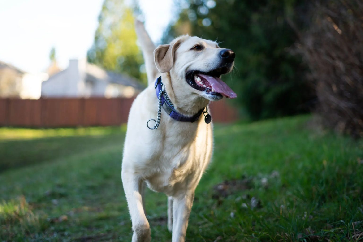 Cachorros Labrador - LabradorChile